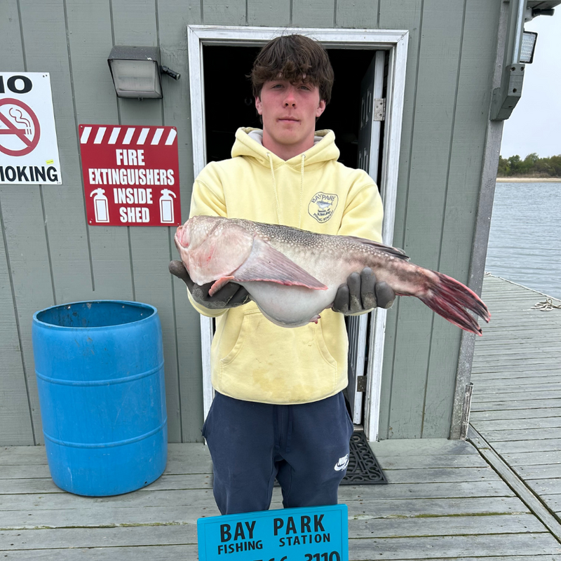 World Record Northern Stargazer: A Masterful Catch by Daniel Gilmore J ...